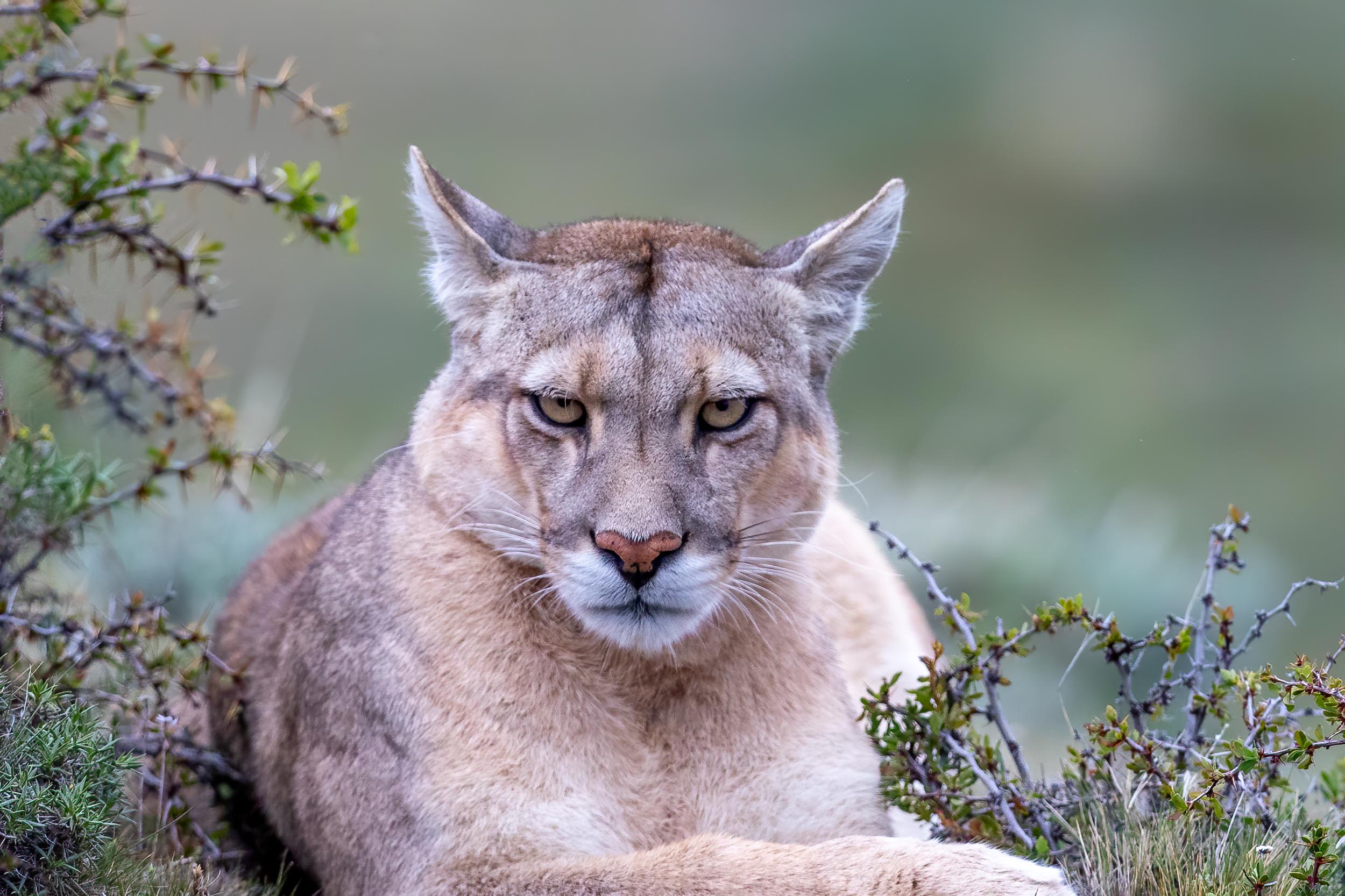 Puma Tracking in Chile: Your Guide to an Unforgettable Adventure | KMS Travel